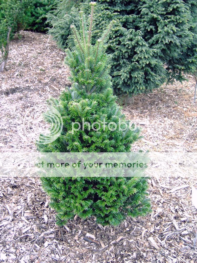 Abies Alba Fastigiata Photo by henksgarden | Photobucket